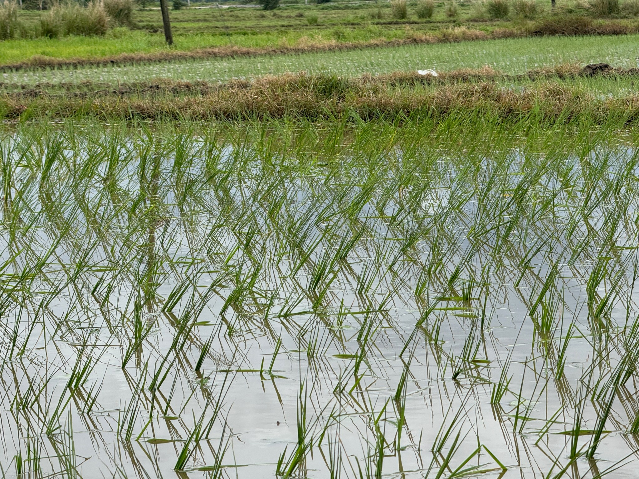 Addressing the Rice Price Crisis in the Philippines: Impacts on Farmers ...